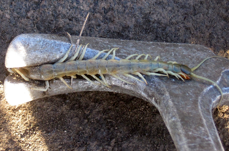 Centipede & Moth Extermination Hamilton | Pest Removal Services