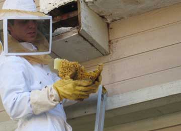 Hornet Removal Hamilton | Affordable Pest Extermination Services