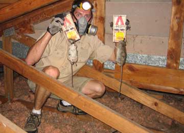 Mice Control Hamilton | Mice Removal Hamilton | Affordable Services